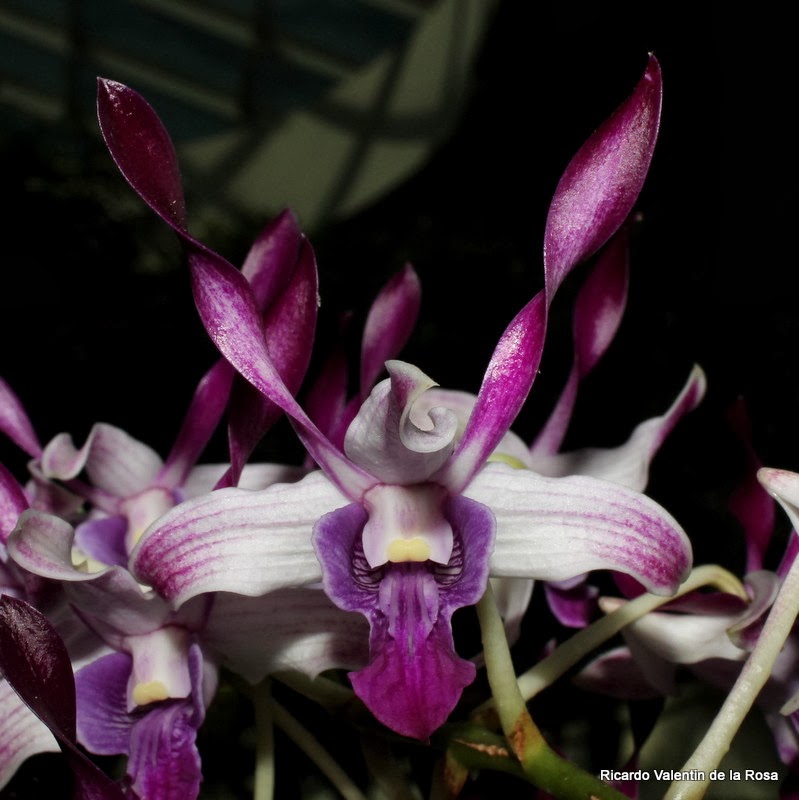 Ricardo's Blog, : Dendrobium (Samarai x Blue Sparkle) a delightful ...