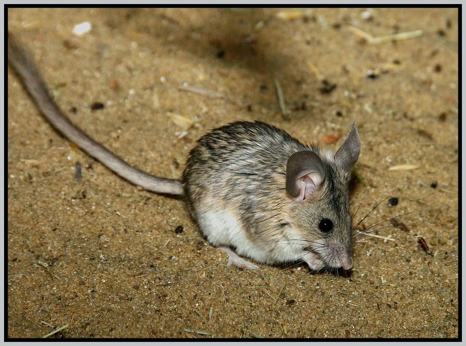 Beszamel i spółka bez ograniczeń: Rodzina Calomyscidae. Przegląd gatunków.