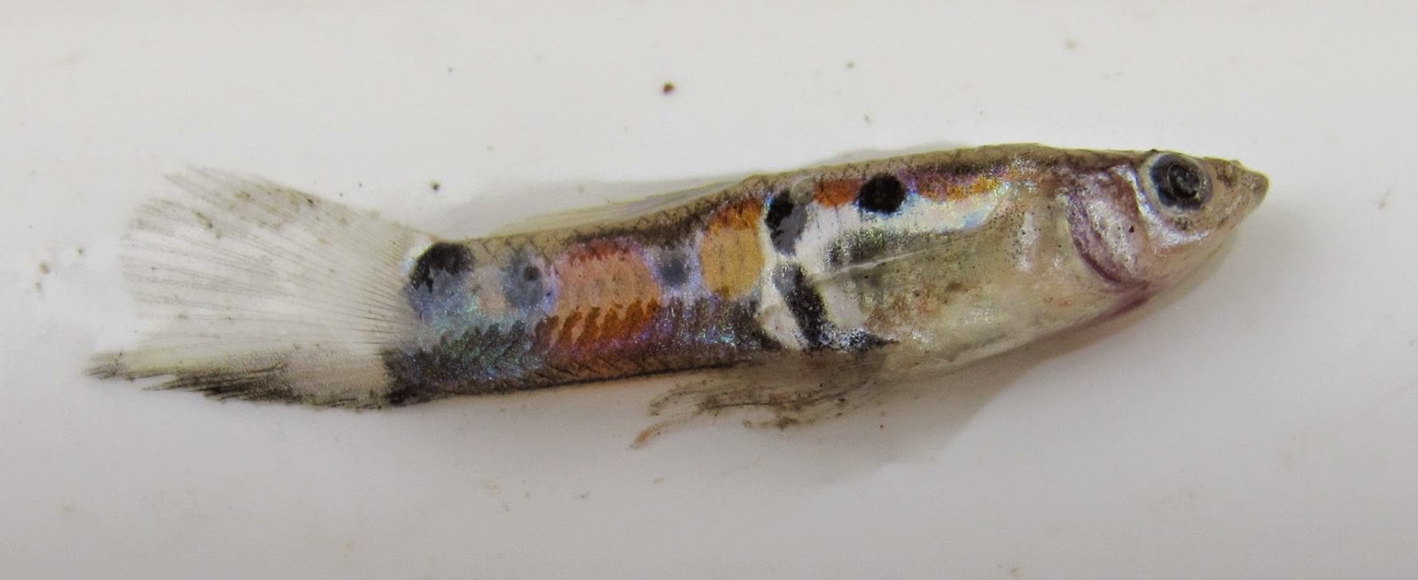 Audubon Center of Haiti: Colorful fish of Port au Prince = invasive ...