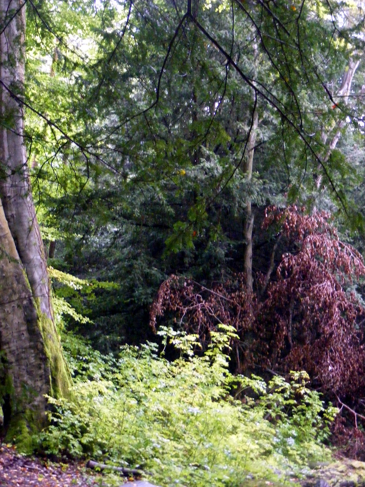 TheLondonLoop: London Loop-Hamsey Green to Banstead 3rd October 2012