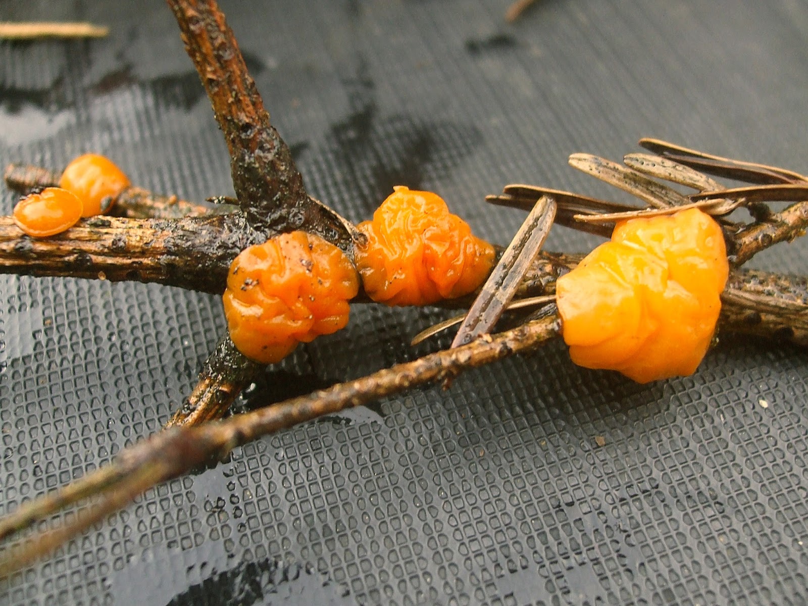 Calderdale Fungi - Halifax Scientific Society - Mycology Section: Fir ...