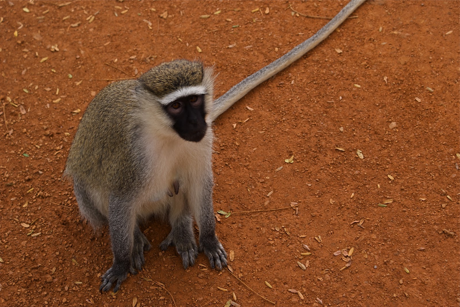 MyDogRex: People Say We Monkey Around