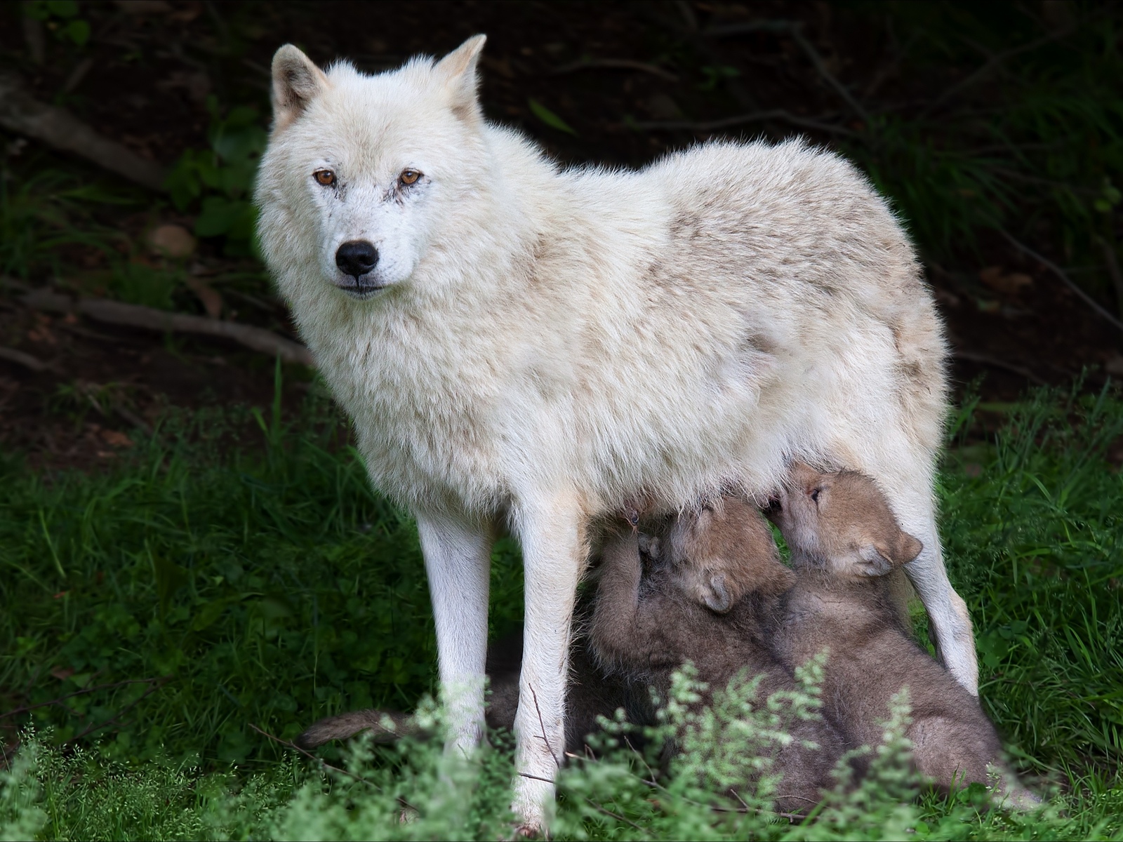 Fotografías de feroces lobos en campo natural