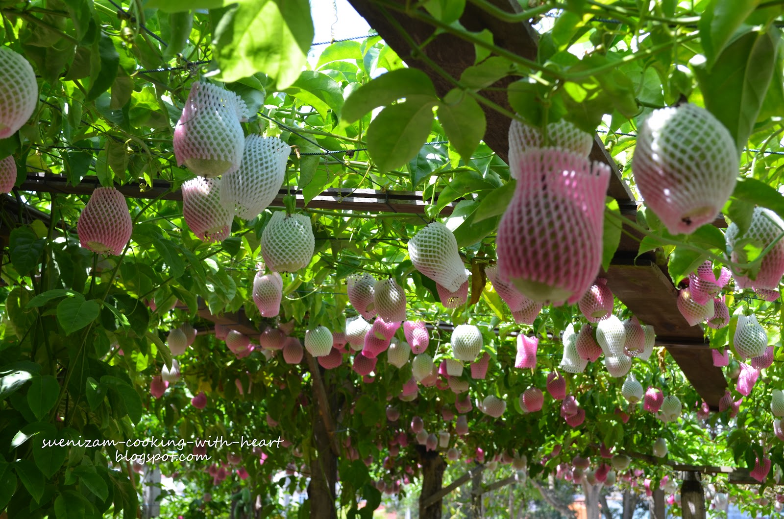 COOKING WITH HEART: Jus Markisa