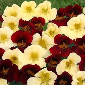 Seminte si plante de gradina hobby: Conduras-Tropaeolum majus