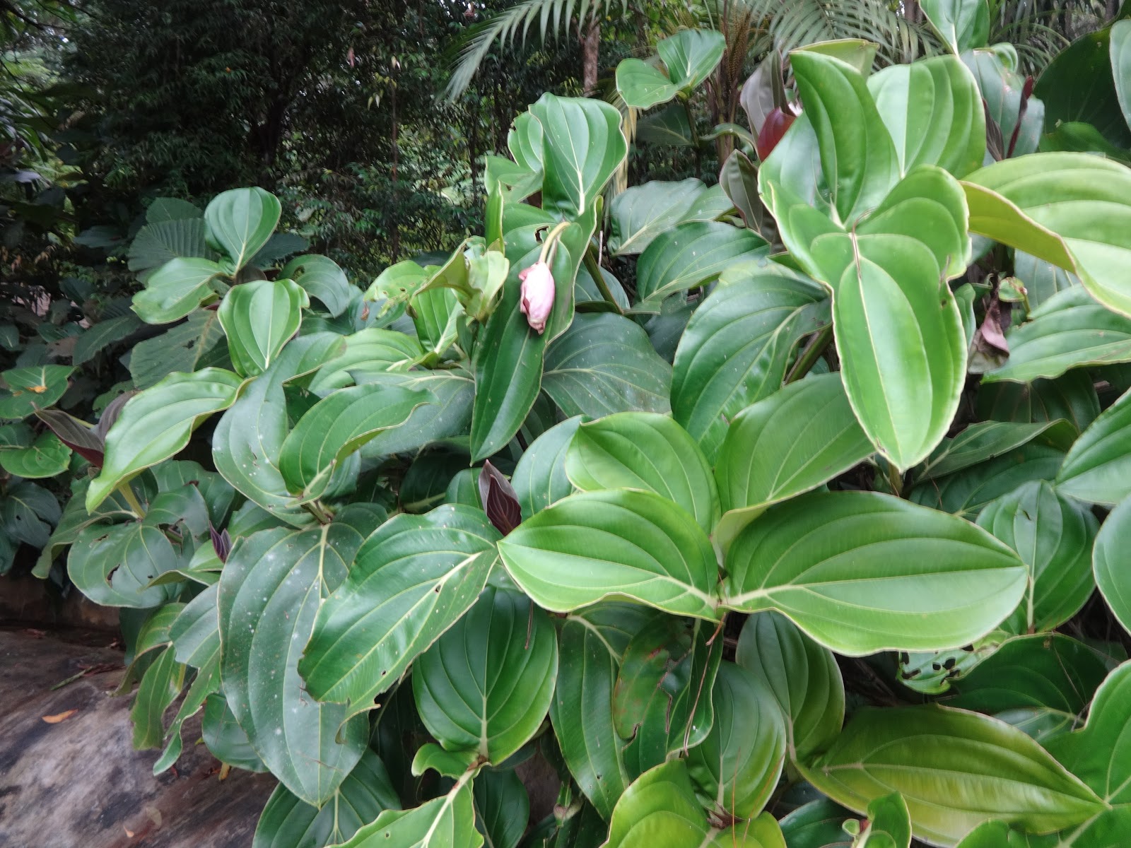 Herbs from Distant Lands: Medinilla magnifica, Medinilla pendula ...