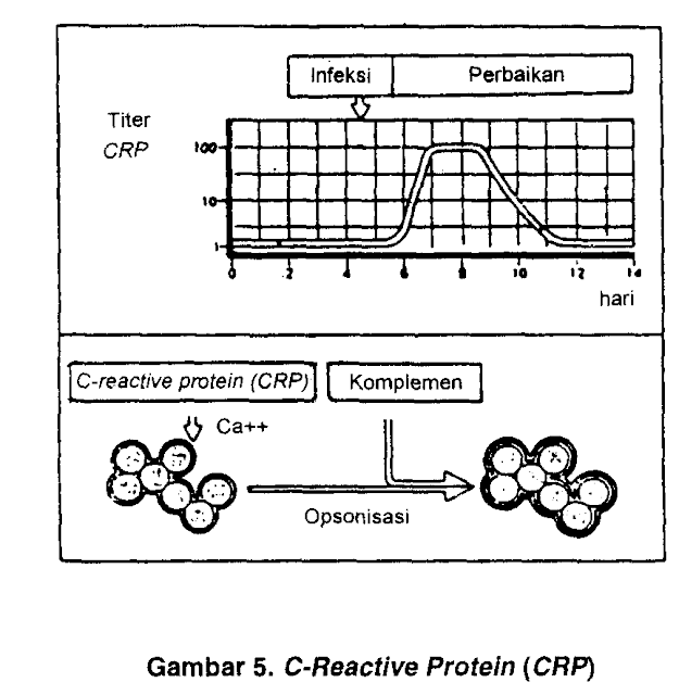 INDAHNYA BERBAGI ILMU PENGETAHUAN: SISTEM IMUN