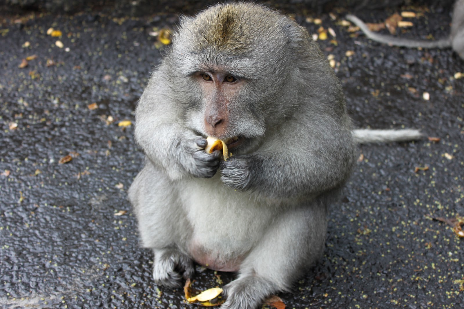 Vancouver Banshee: Indonesia -- Day 12 Lake Beratan Market and Monkeys