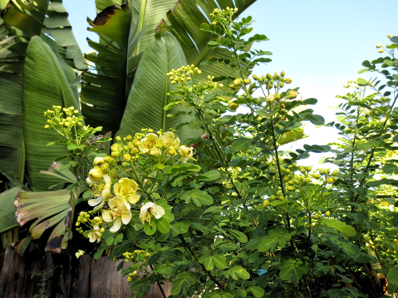 Late to the Garden Party: My favorite plant this week: Senna (Cassia ...