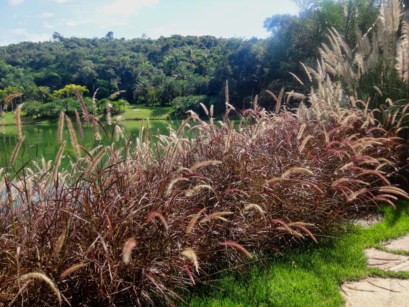 Uma flor por dia: Capim-chorão, capim-do-texas