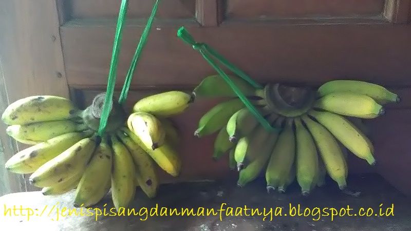 Ciri Ciri Pisang Mas, Harganya Di Pasaran, Gambarnya, Dan Perbedaan ...