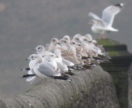 Dannysbirds: Local Reservoir Gull Roost
