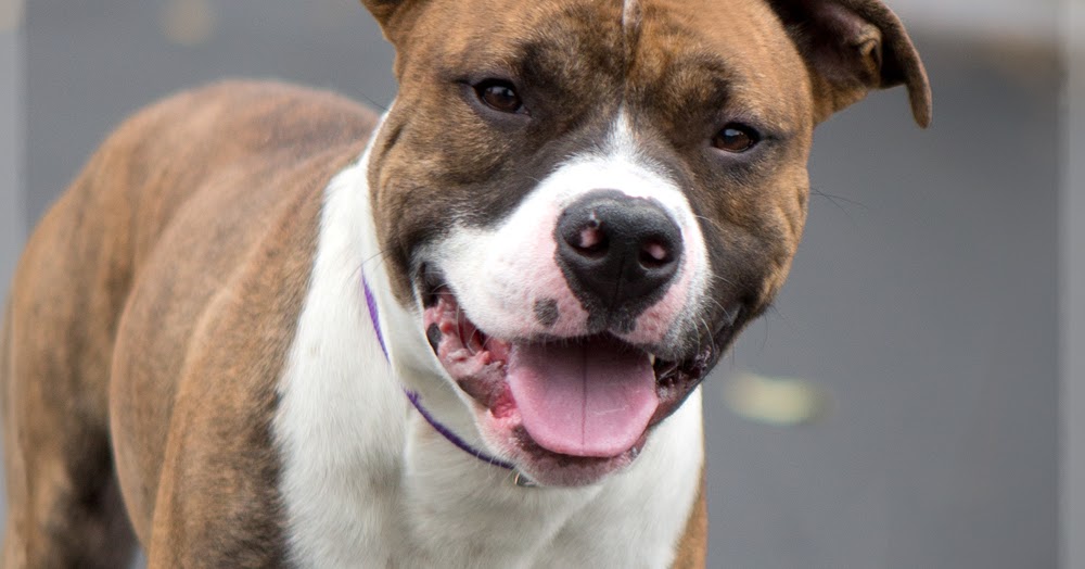 Shelter Dogs of Portland: "BUFORD" loves to play and explore ...