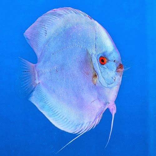 Tropical Discus Fish: Discus Fish - Blue Diamond