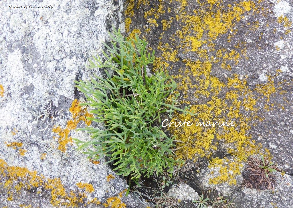 La criste marine - Nature et complicités