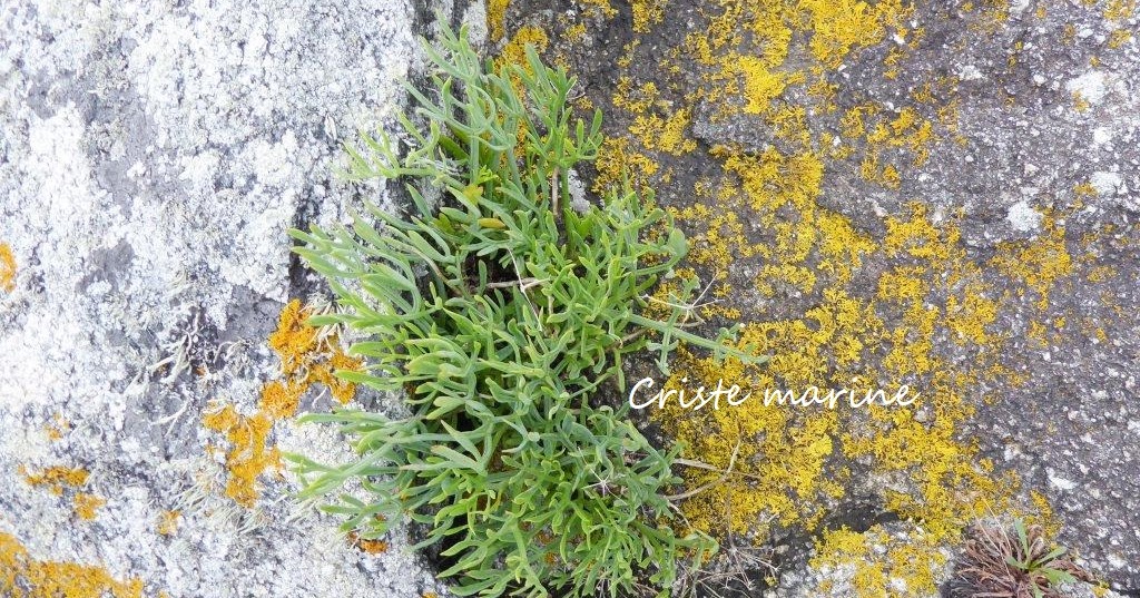 La criste marine - Nature et complicités