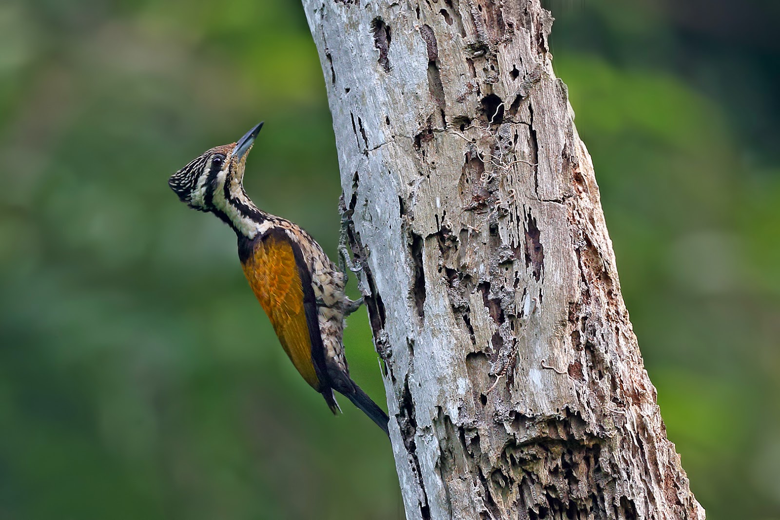 Common Flameback Woodpecker nesting behaviour