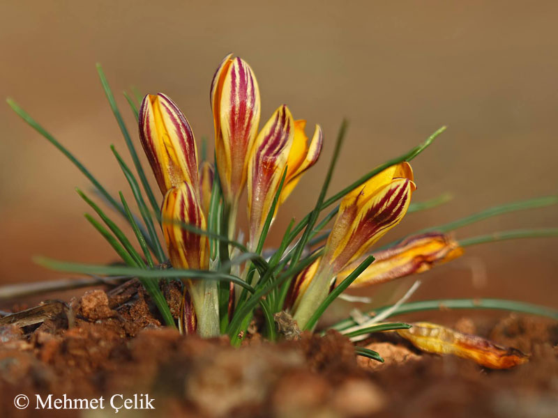 The Country Of Crocuses: Crocus vitellinus