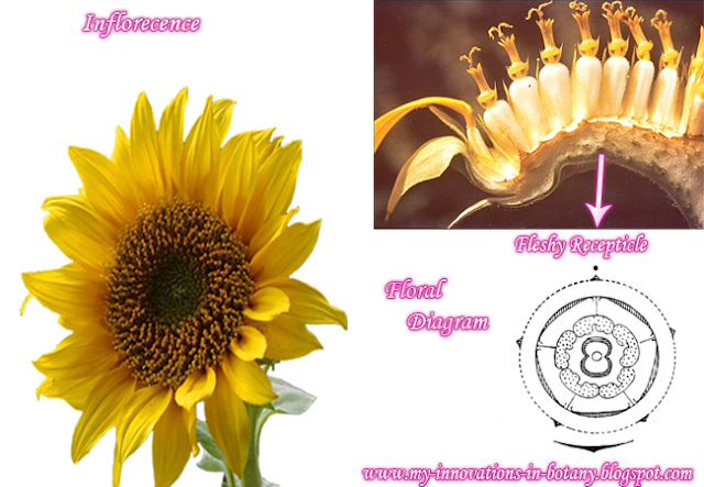 Botany-mother of life: Asteraceae