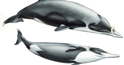 Argentina nativa: Zifio de Layard (Mesoplodon layardii)