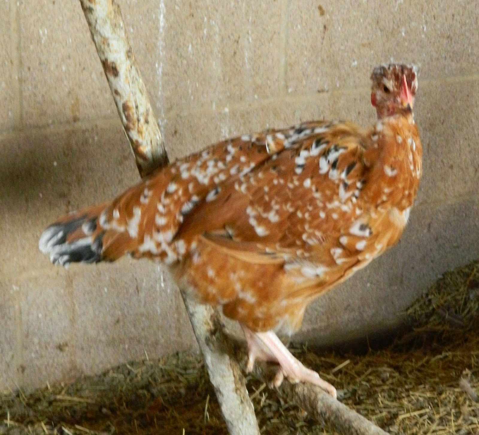 Aloha Chickens: Turken Alohas!