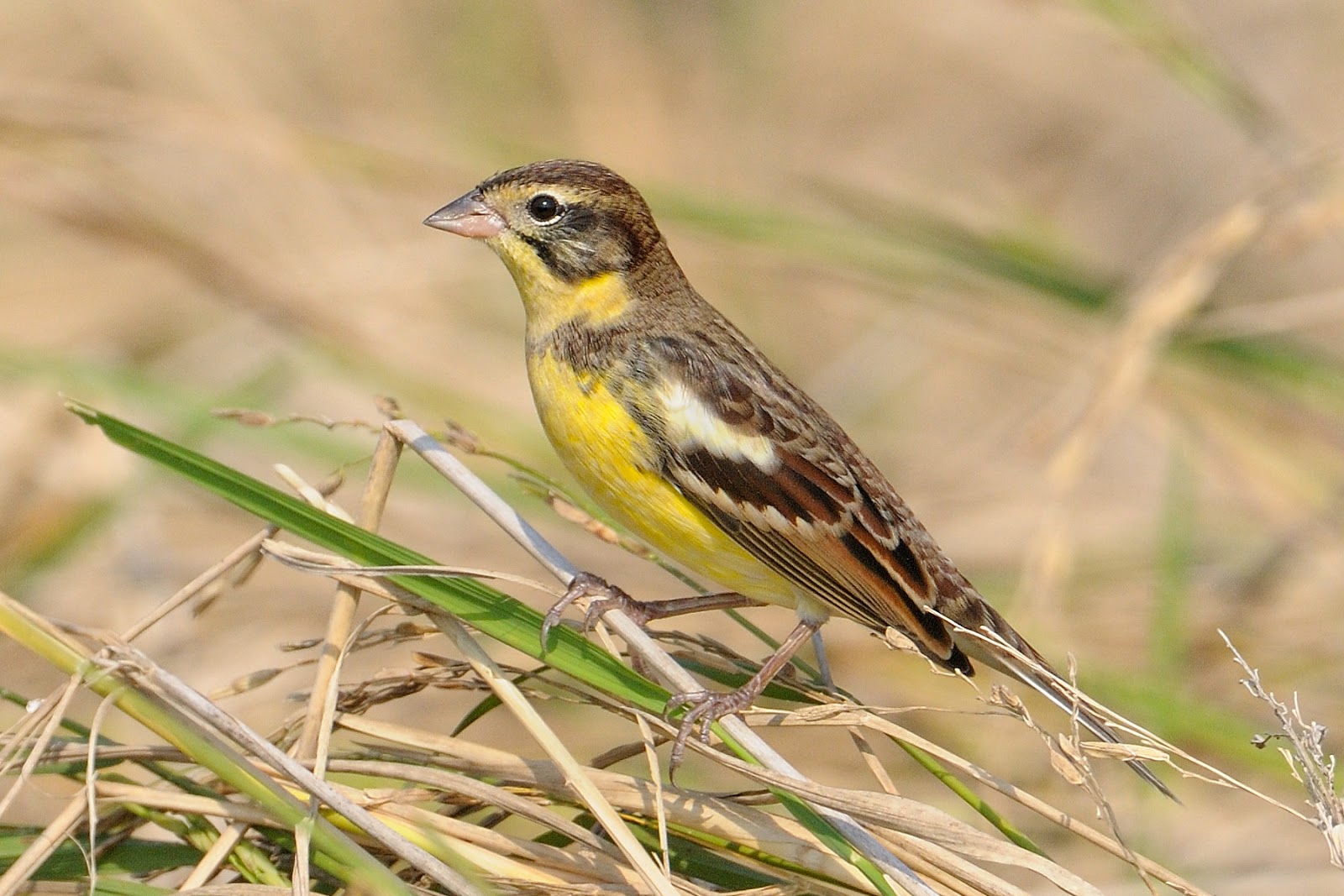 Ewen Mcleish - Writer for Sustainability