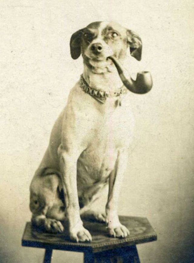 27 Outrageous Vintage Photographs of Dogs Smoking Pipes ~ Vintage Everyday