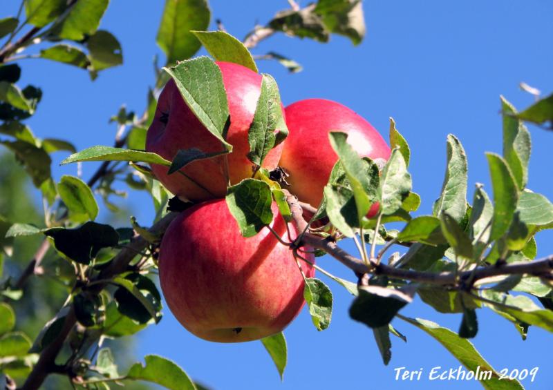 Apple Picking Time - Cheapo Snobs