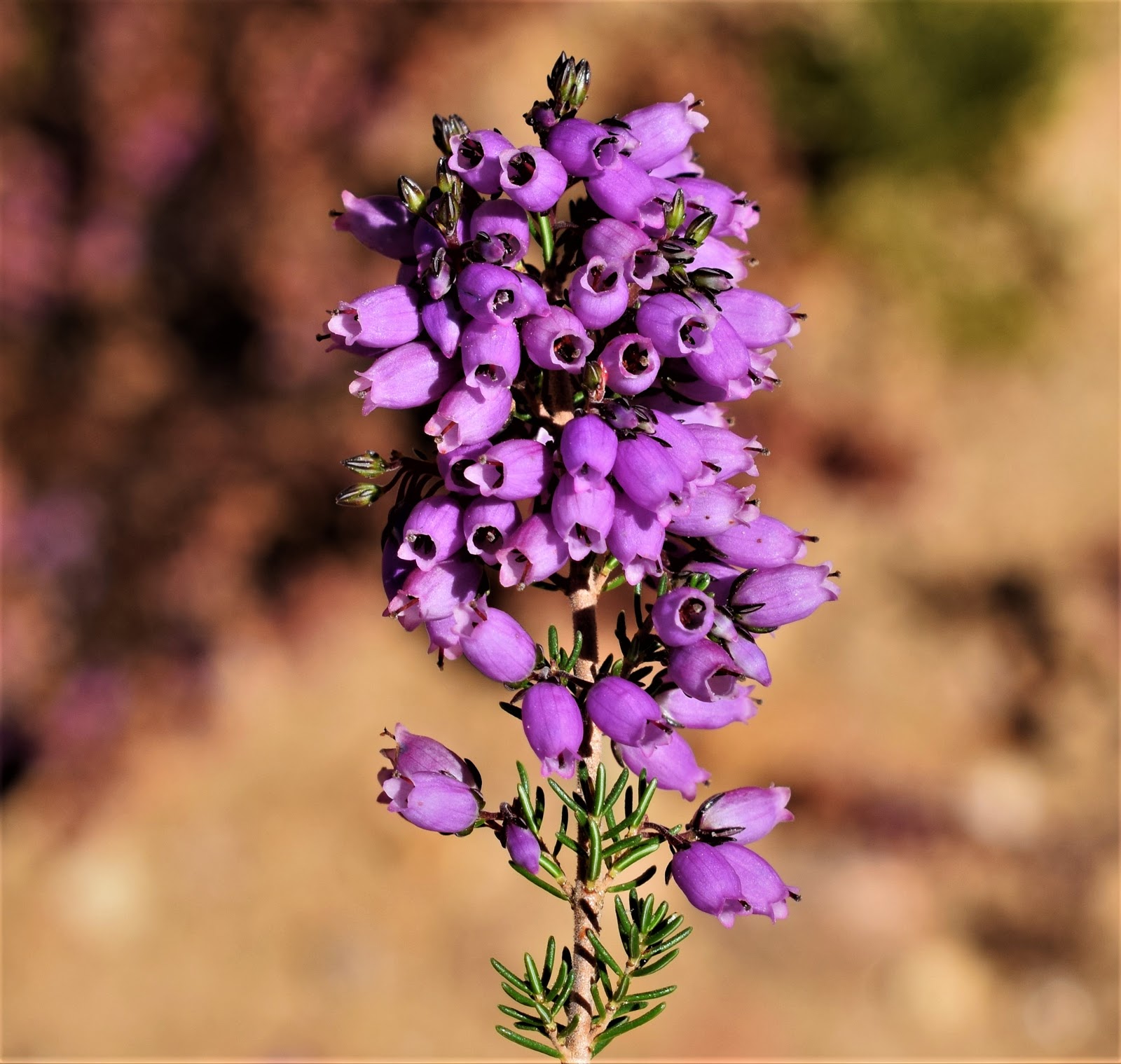 Plantas: Beleza e Diversidade: Urze-roxa (Erica cinerea)