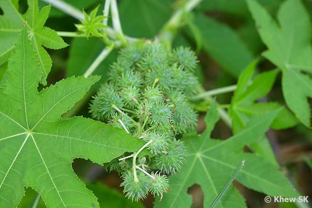 Butterflies of Singapore: Return of the Angled Castor