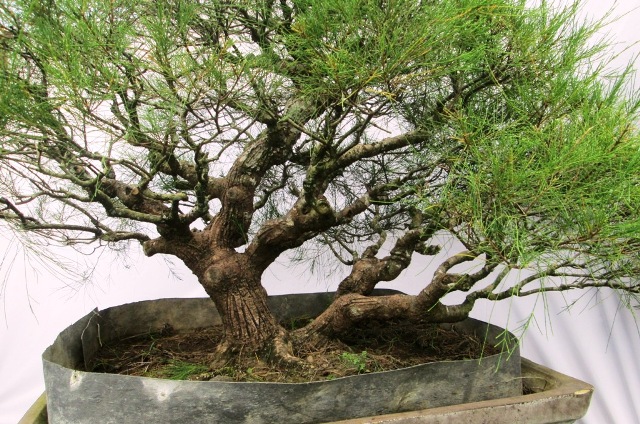 Casuarina equisetifolia / Pinheiro Australiano / Pinheiro-da-Praia / BONSAI