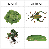 The Helpful Garden: Plant and Animal Sorting Cards