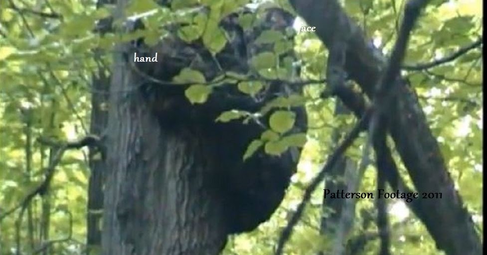 Bigfoot Sighting & Field Notes: Bigfoot In A Tree