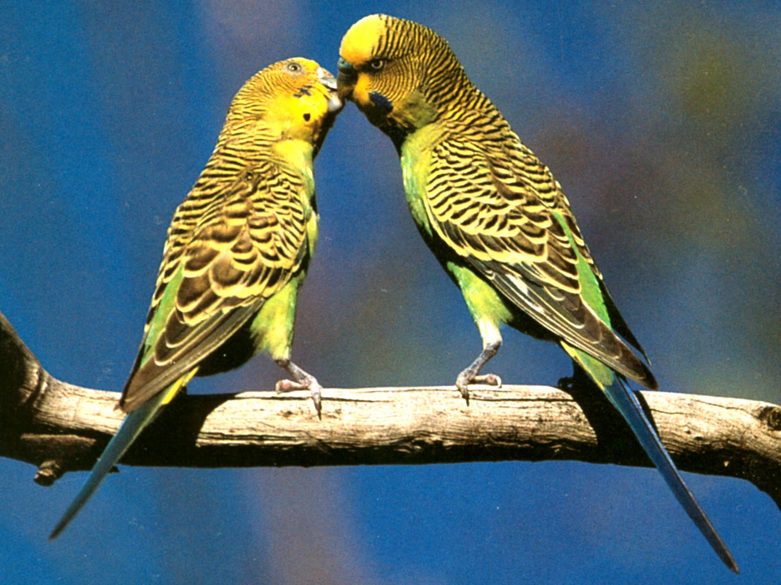 Budgerigar | The Life of Animals