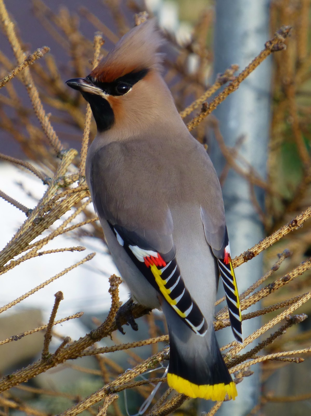 Fair Isle: Bohemian Waxwing Feathers