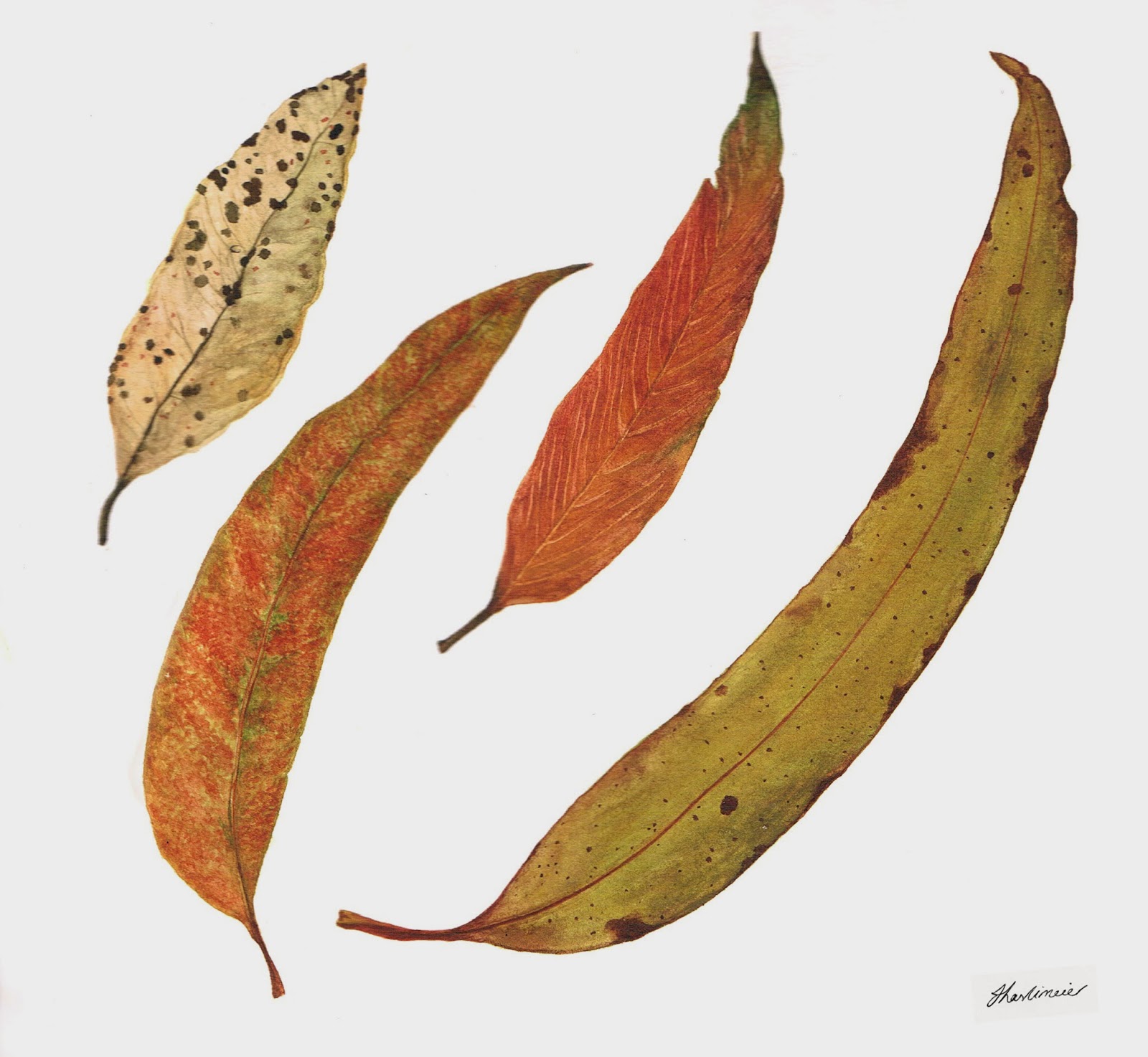 How To Paint Watercolour Gum Leaves at Alex Grey blog