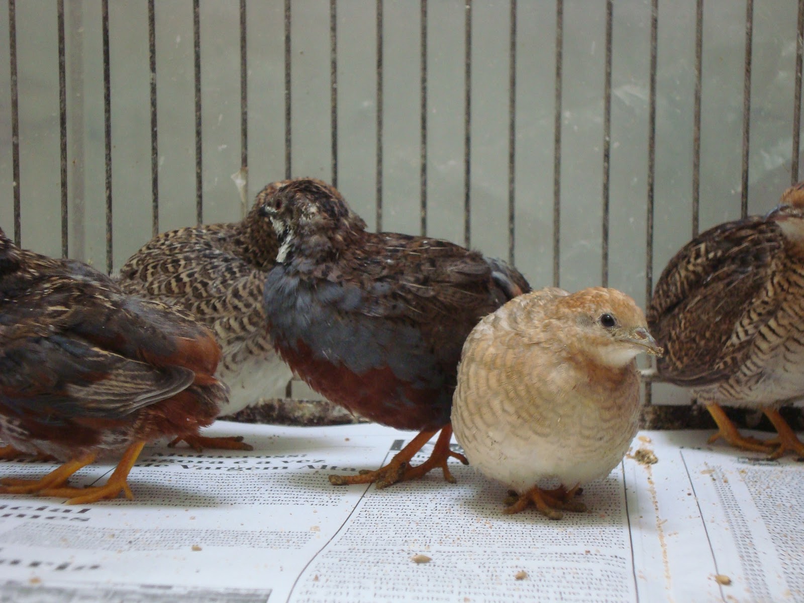 codorna chinesa: Codorna Chinesa Blue Face , Cinnamon (Canela) , Silver ...