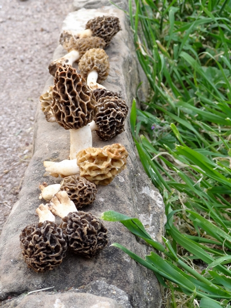 Cuina Cinc: La múrgola, bolet de primavera. La recepta, ofegat de ...