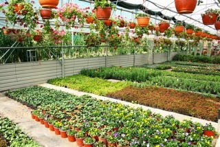 Organic Horticulture : Made Simple Through These Tips - Gio Gardening