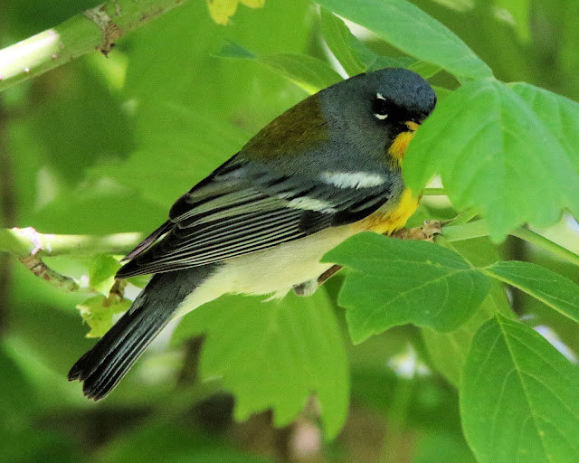 Birds from Behind : Did You Know There Are Birds That AREN'T Warblies ...