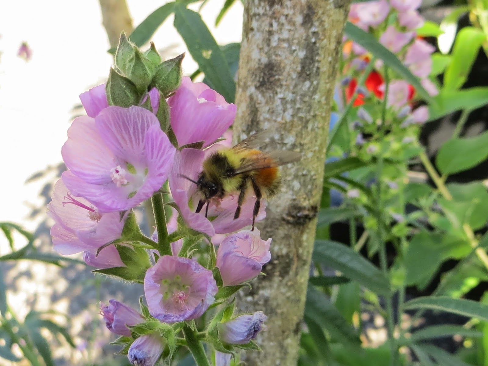 Creating Habitat in Your Backyard: Backyard Habitat Certification Program