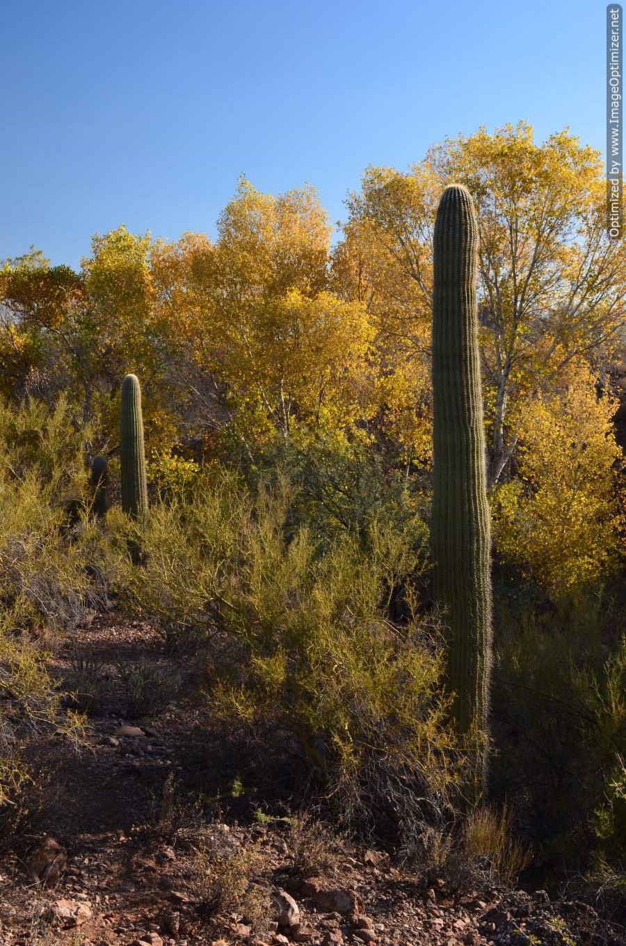 Practical Biology: science for everyone: Fall Leaves in a Sonoran ...