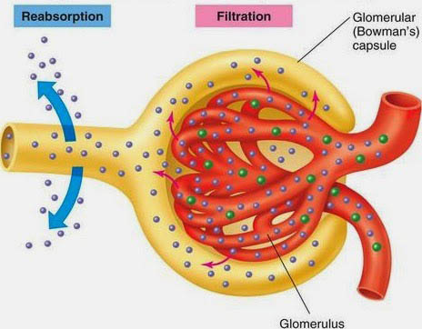 Sistem Ekskresi, Struktur Ginjal dan Proses Pembentukan Urine - Biologi ...