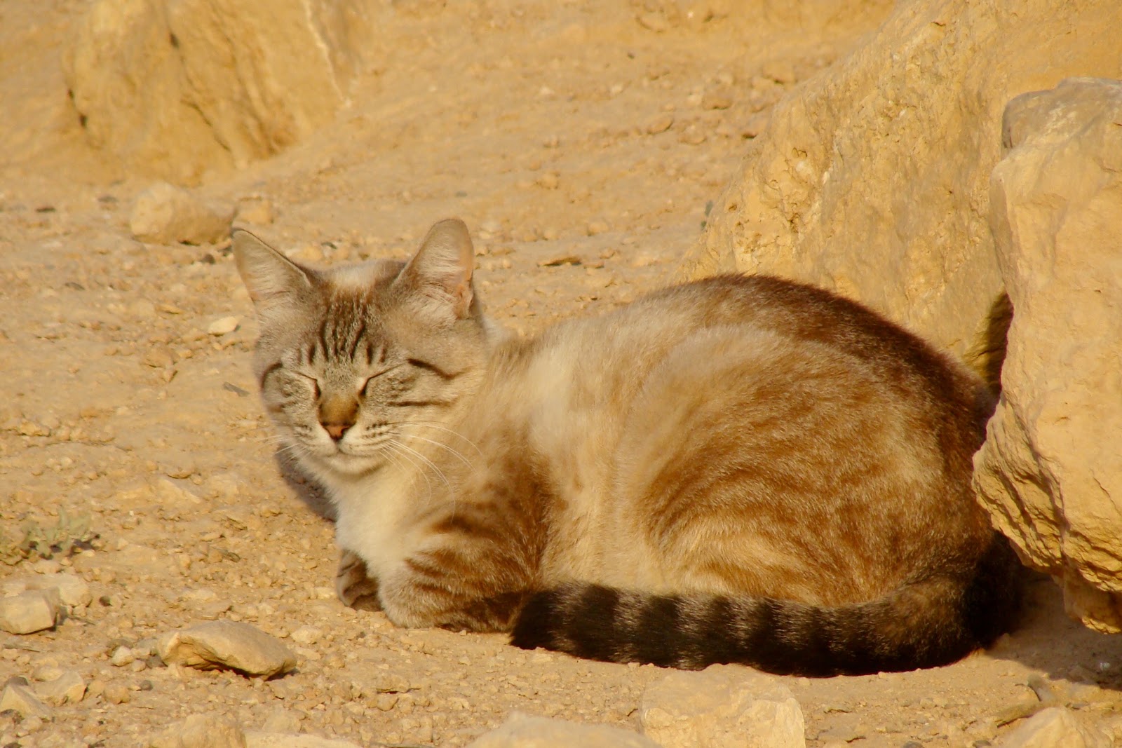 SANTICAT GATOS CIMARRONES: QUÉ ES UN GATO CIMARRÓN