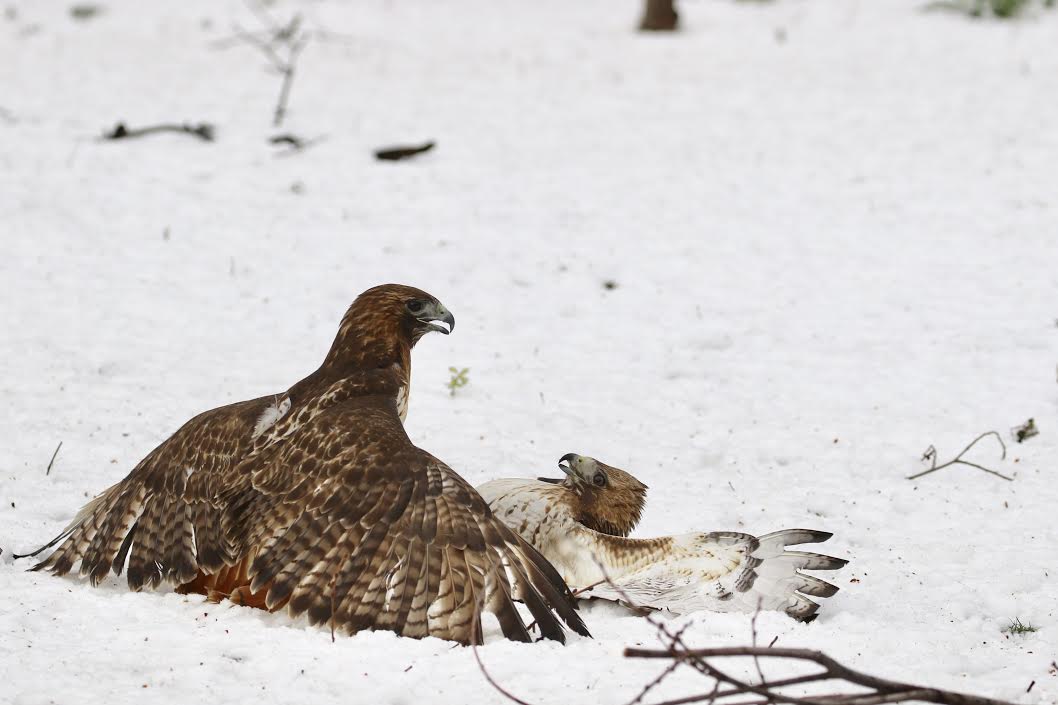 EV Grieve: HAWK FIGHT
