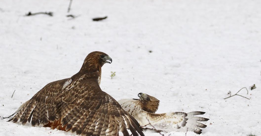 EV Grieve: HAWK FIGHT