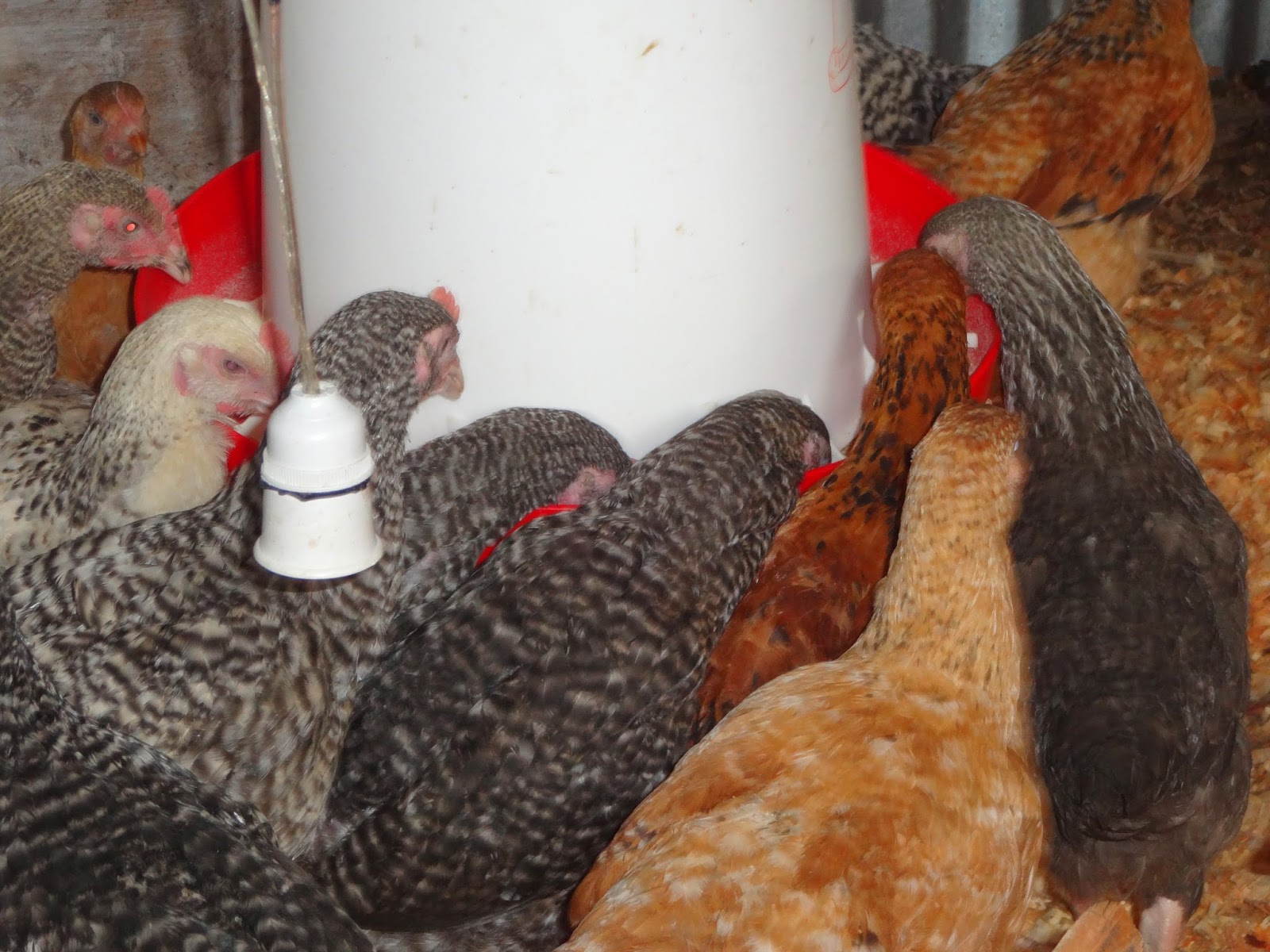 Jolly Poultry: Why Kuroilers?