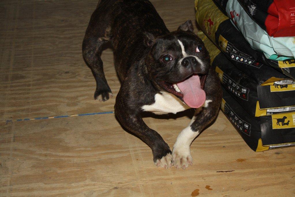 Fugly Dog of the Day: Proud of their "Freakshow"