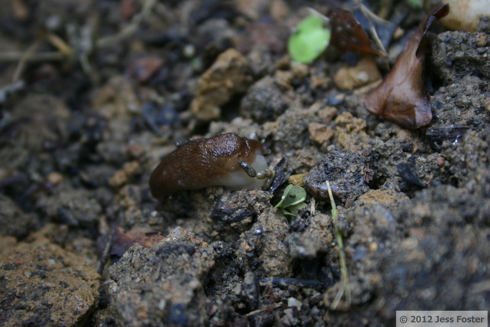 Sluggin' Along: Slug Waste Disposal: Part 2