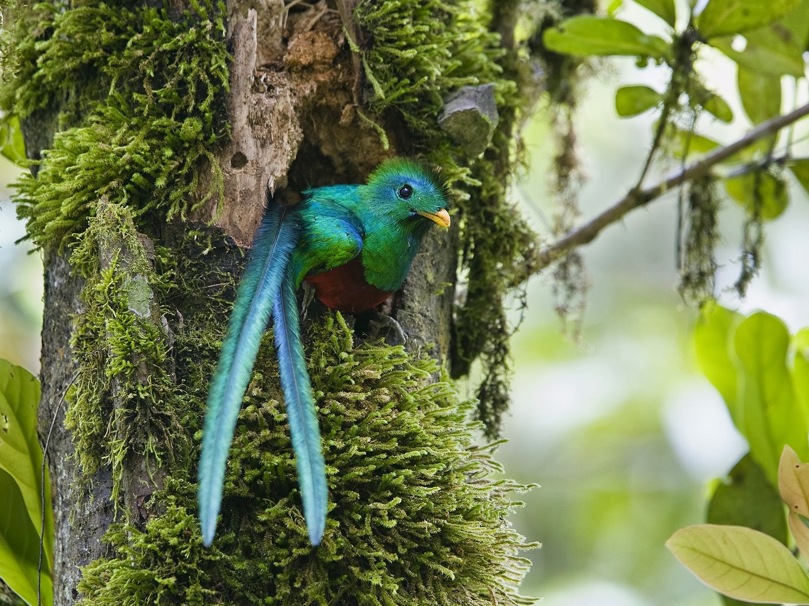 Costa Rica Travel: Los Quetzales National Park